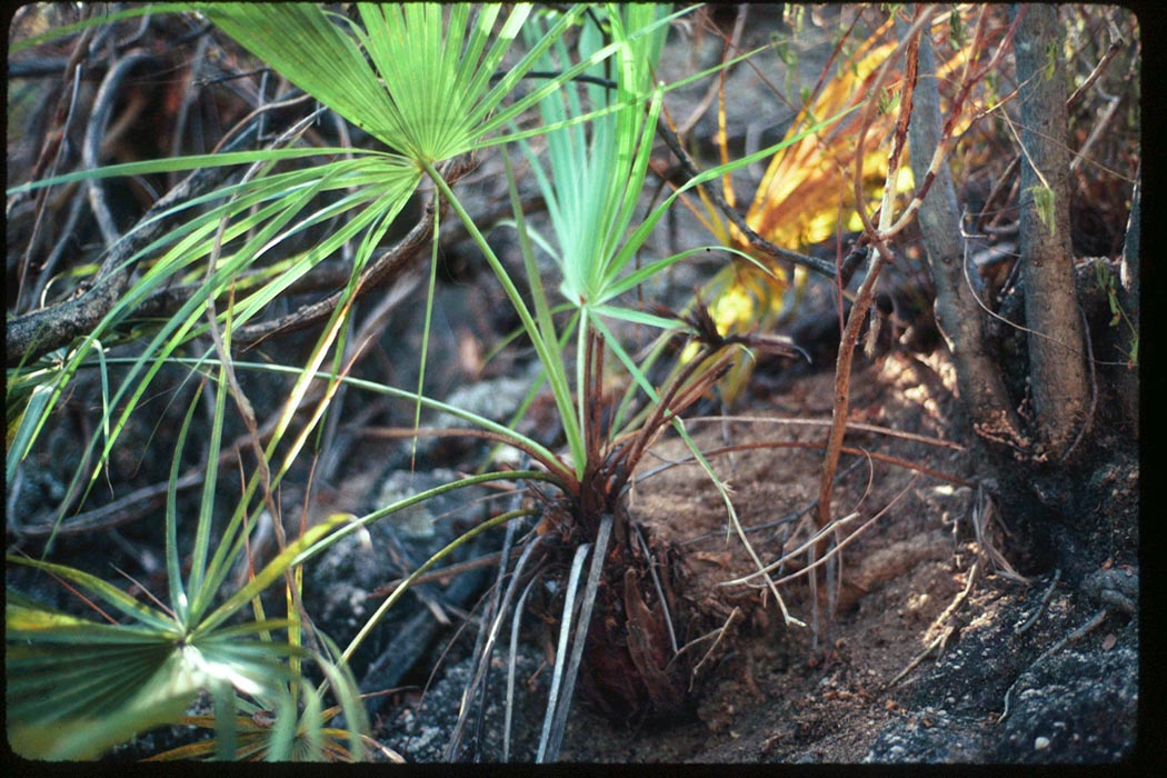 Photo Gallery – Palm Island Nursery