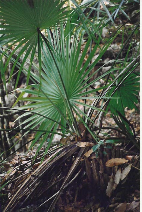 Photo Gallery – Palm Island Nursery