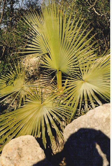 Photo Gallery – Palm Island Nursery