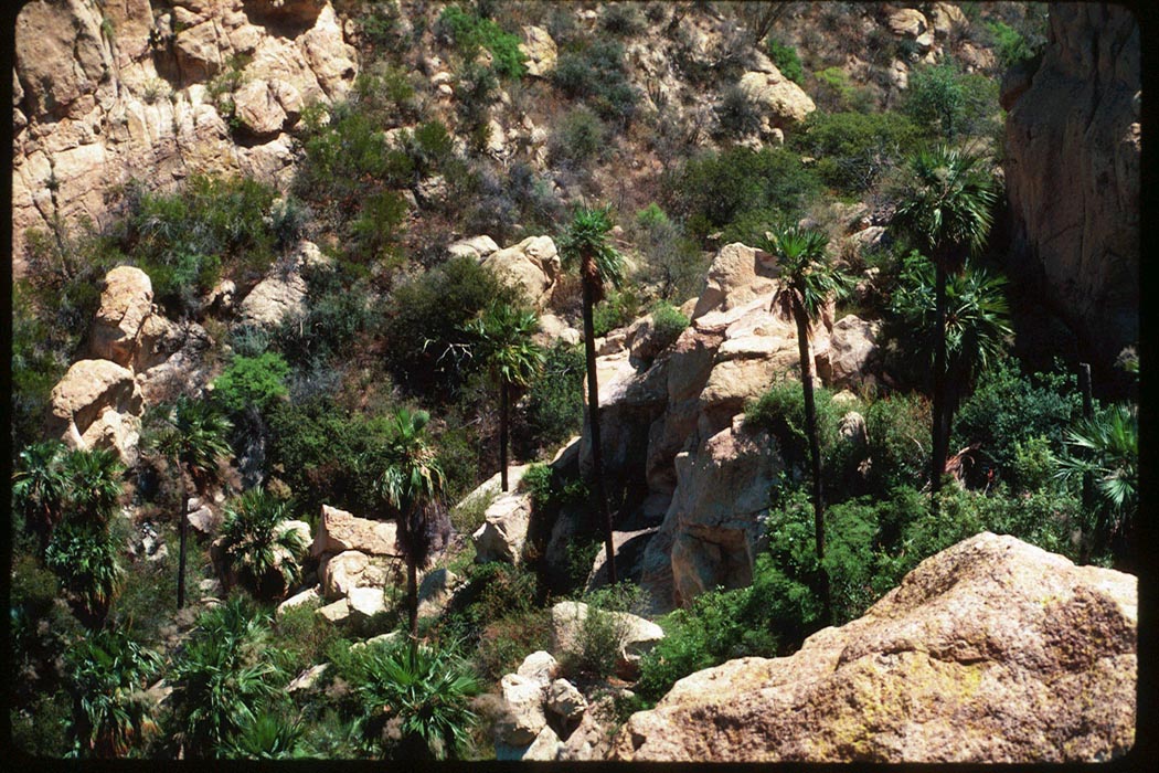 Photo Gallery – Palm Island Nursery