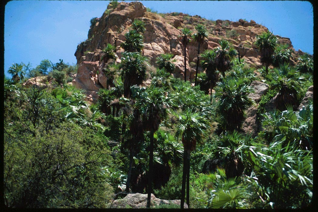 Photo Gallery – Palm Island Nursery