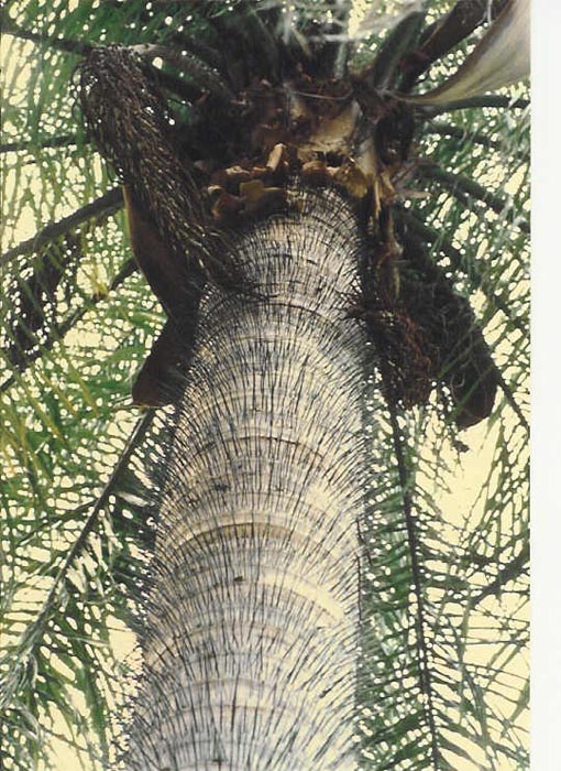 Photo Gallery – Palm Island Nursery