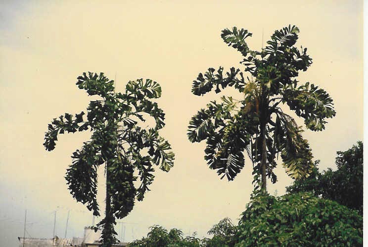Photo Gallery – Palm Island Nursery